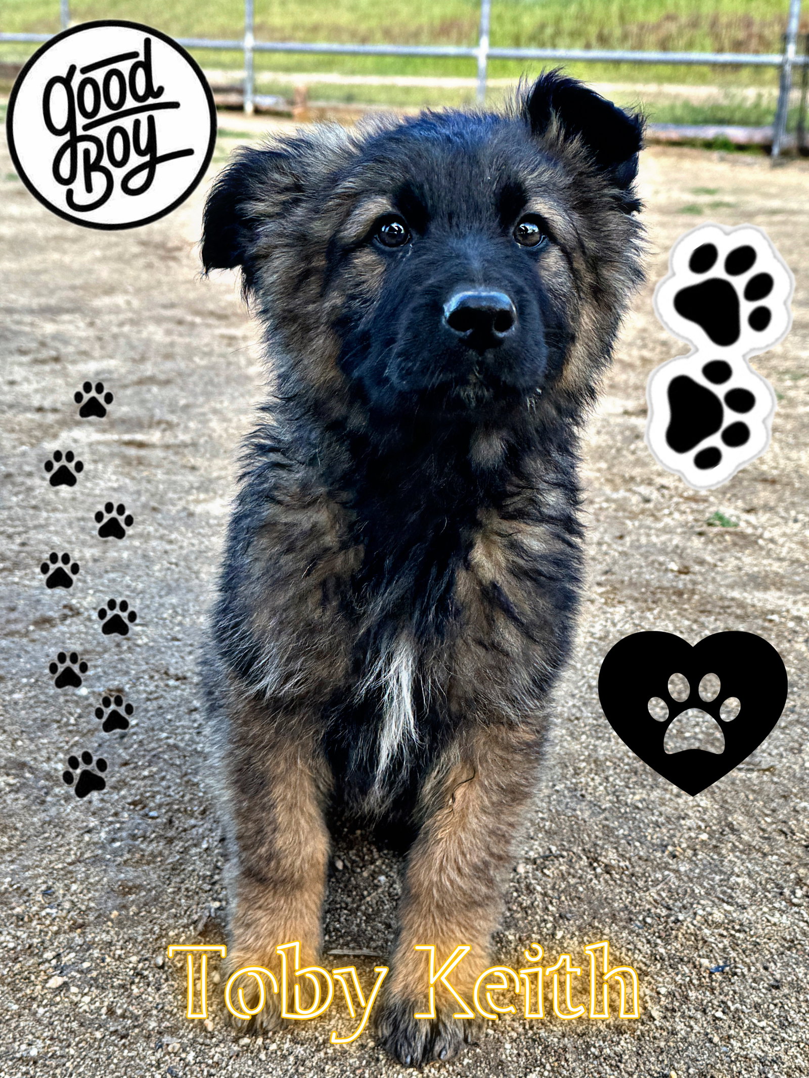 Dog for Adoption - TOBY KEITH, a German Shepherd Dog in Riverside, CA ...