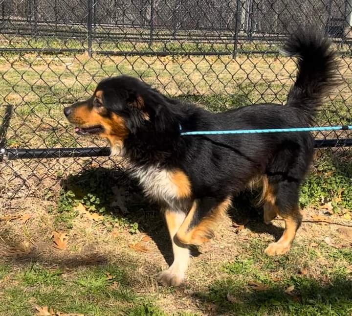 Dog for Adoption - Kepler, a Bernese Mountain Dog in Pelican Bay, TX ...