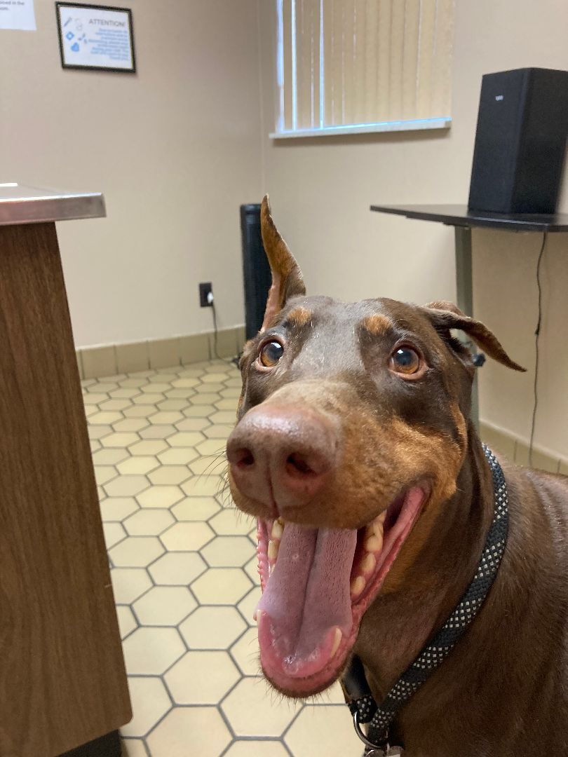 Dog for Adoption - Sage, a Doberman Pinscher in Lapeer, MI | Alpha Paw