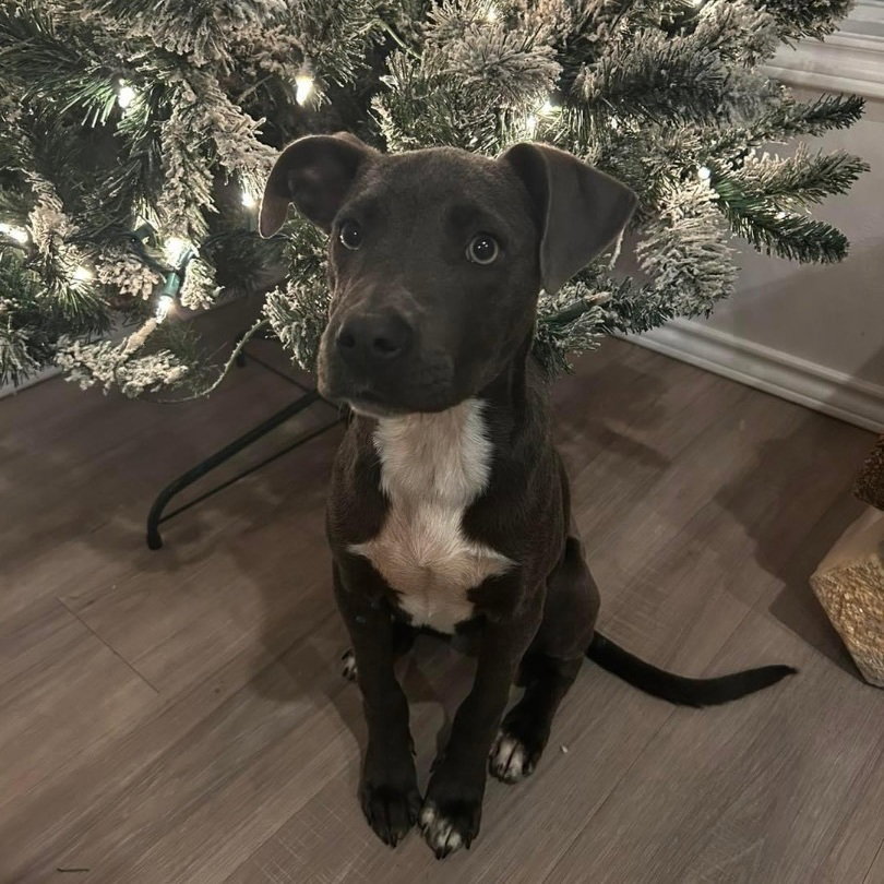 Dog for Adoption - Rambo, a Pit Bull Terrier in Brownfield, TX | Alpha Paw