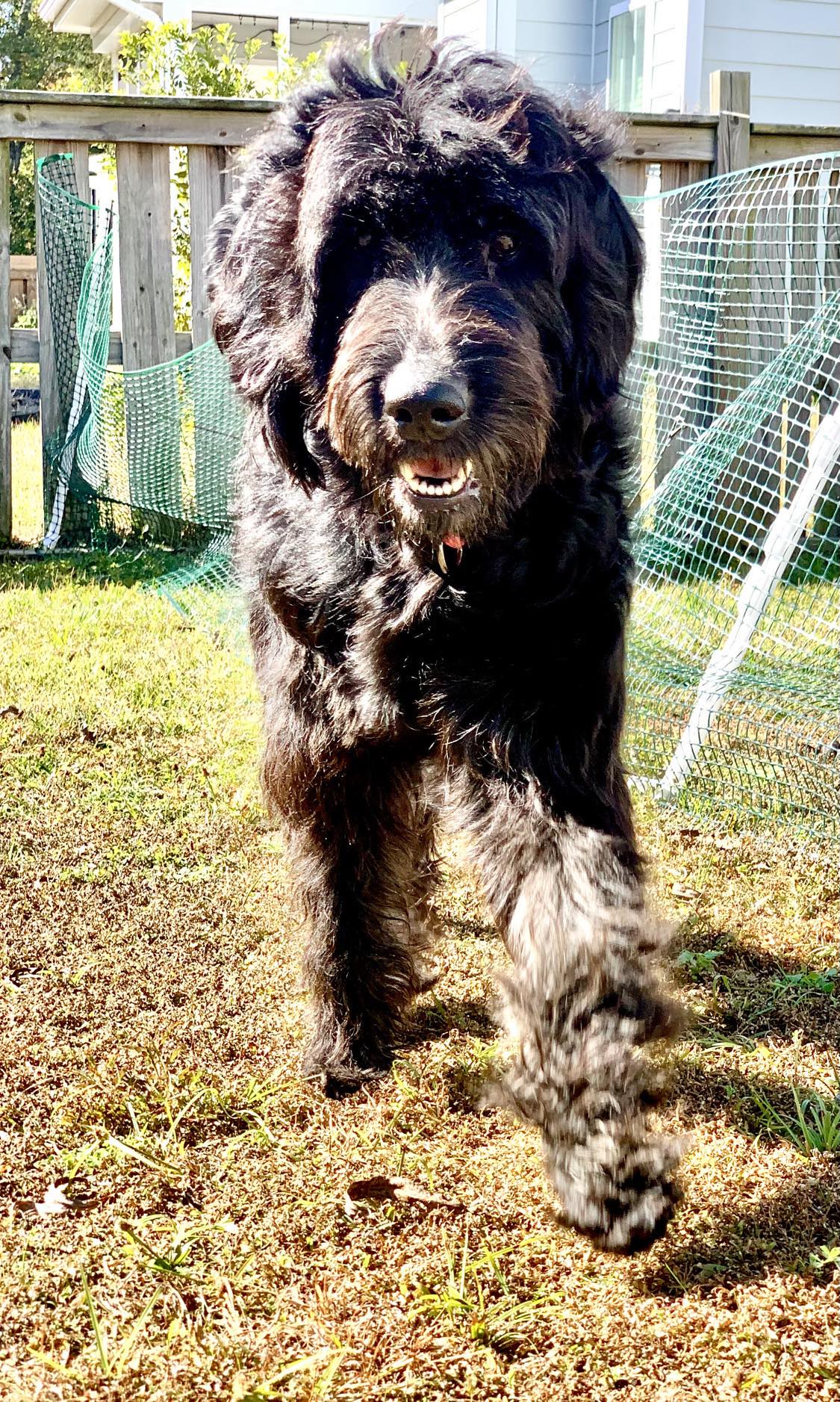 Dog for Adoption - Bea, a Poodle (unknown type) in Richlands, NC ...