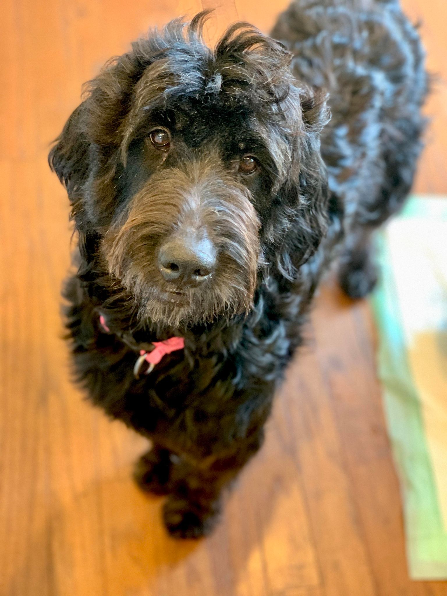 Dog for Adoption - Bea, a Poodle (unknown type) in Richlands, NC ...