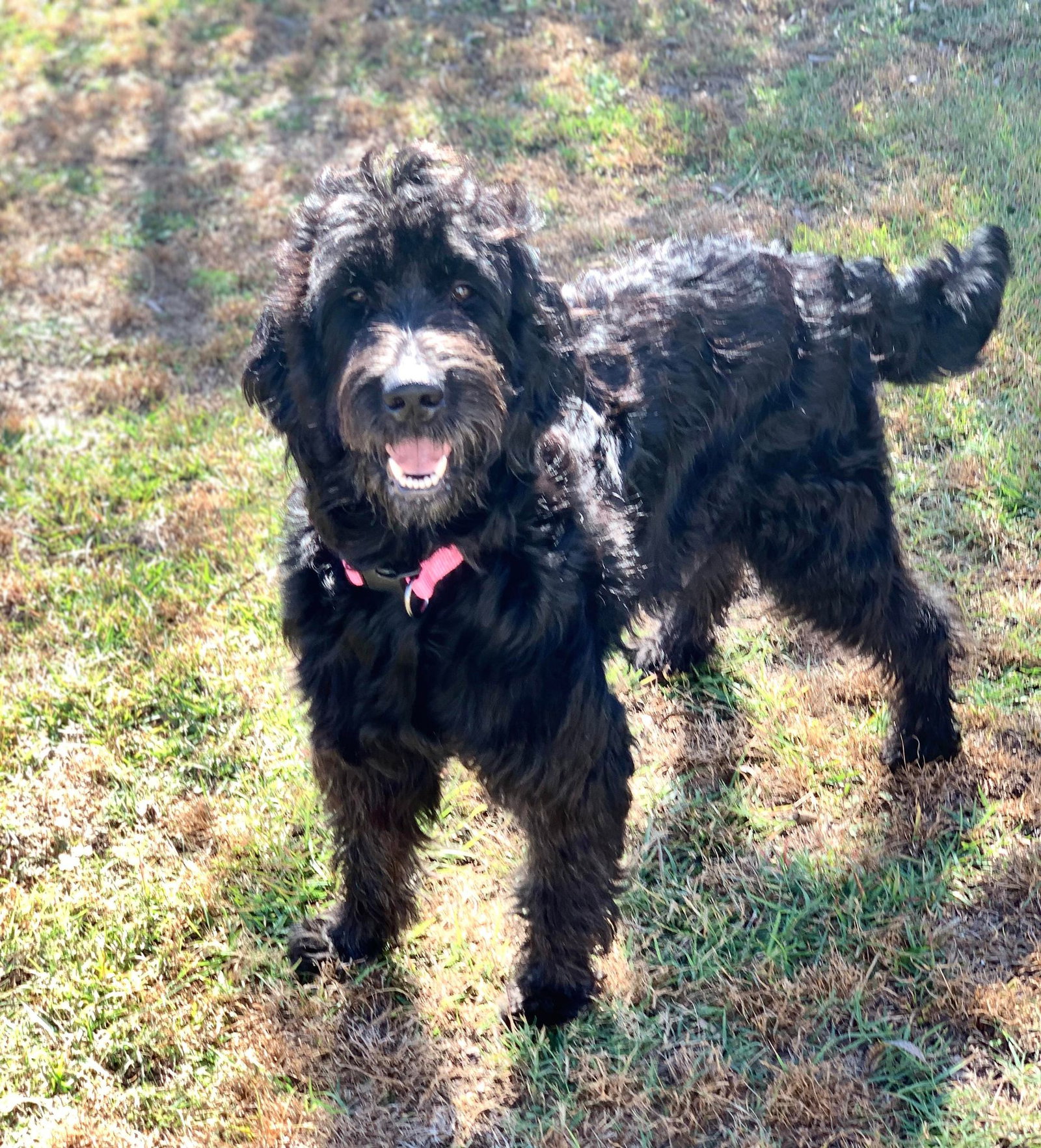 Dog for Adoption - Bea, a Poodle (unknown type) in Richlands, NC ...