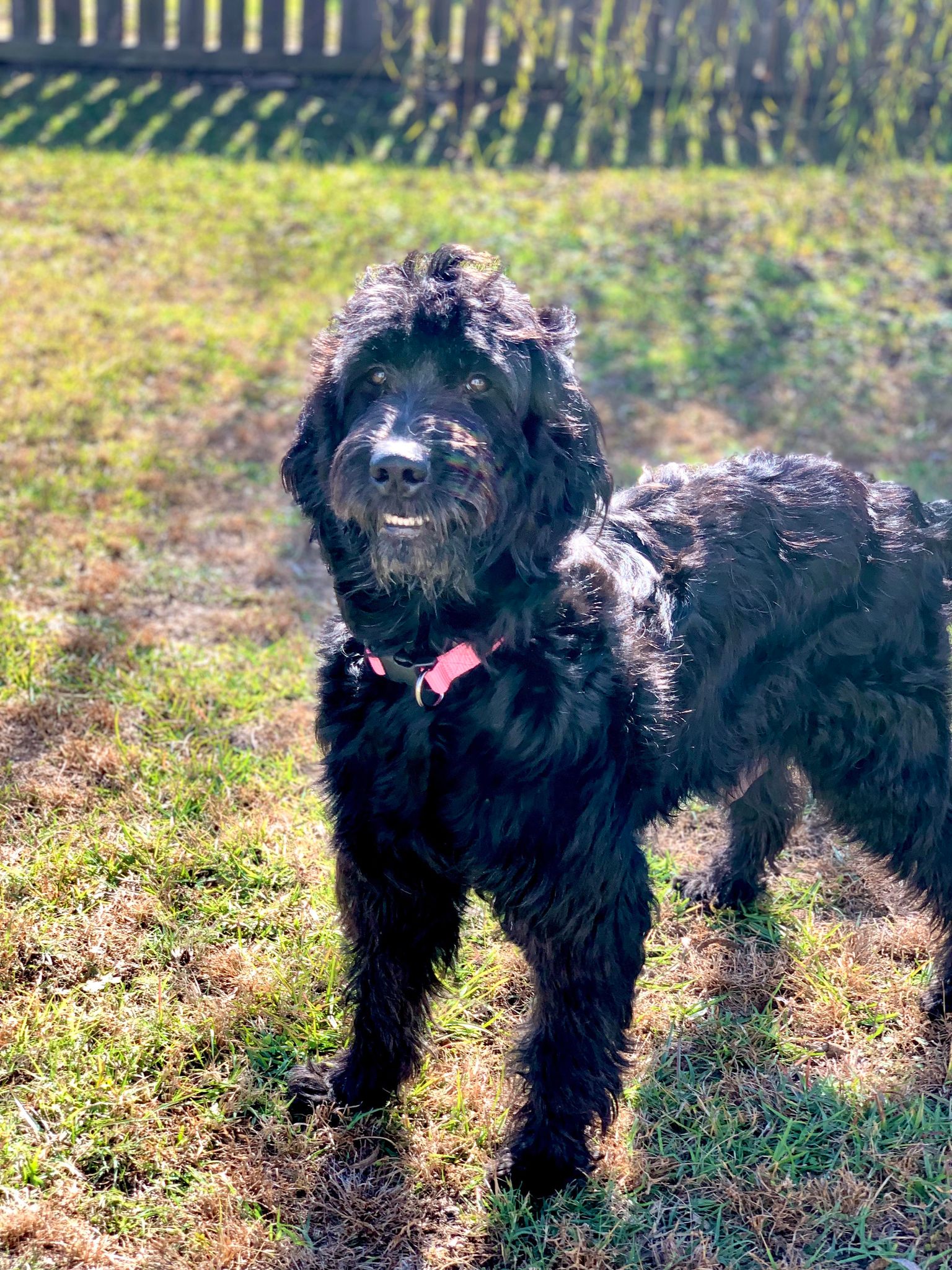 Dog for Adoption - Bea, a Poodle (unknown type) in Richlands, NC ...