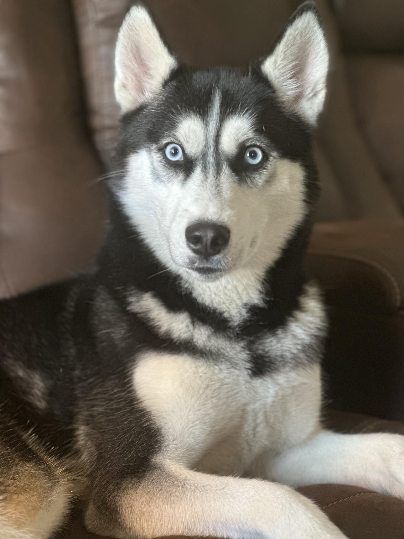 Dog for Adoption - Dakota, a Husky in Mount Olive, NC | Alpha Paw