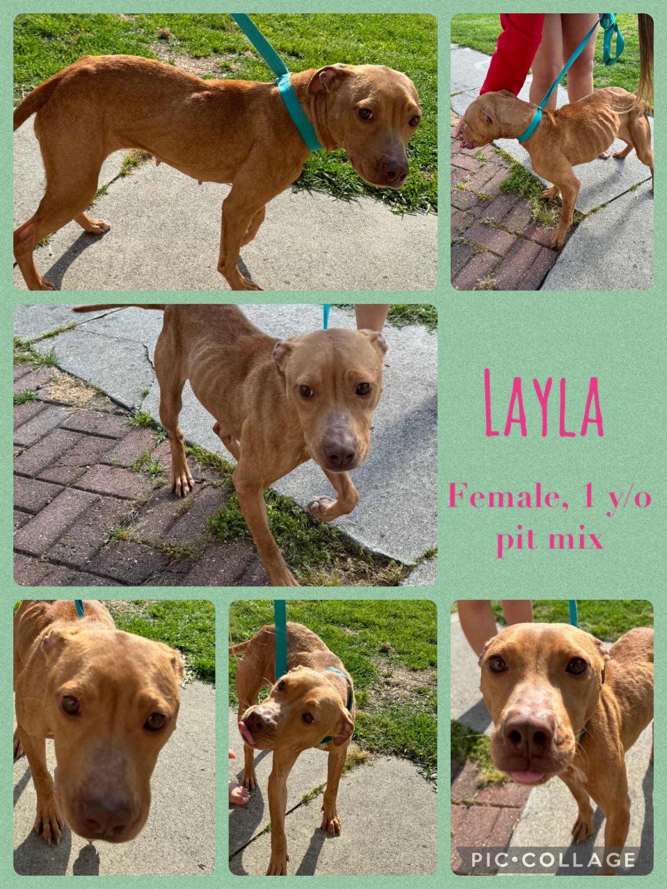 Dog for Adoption - Layla, a American Staffordshire Terrier in Swansboro ...