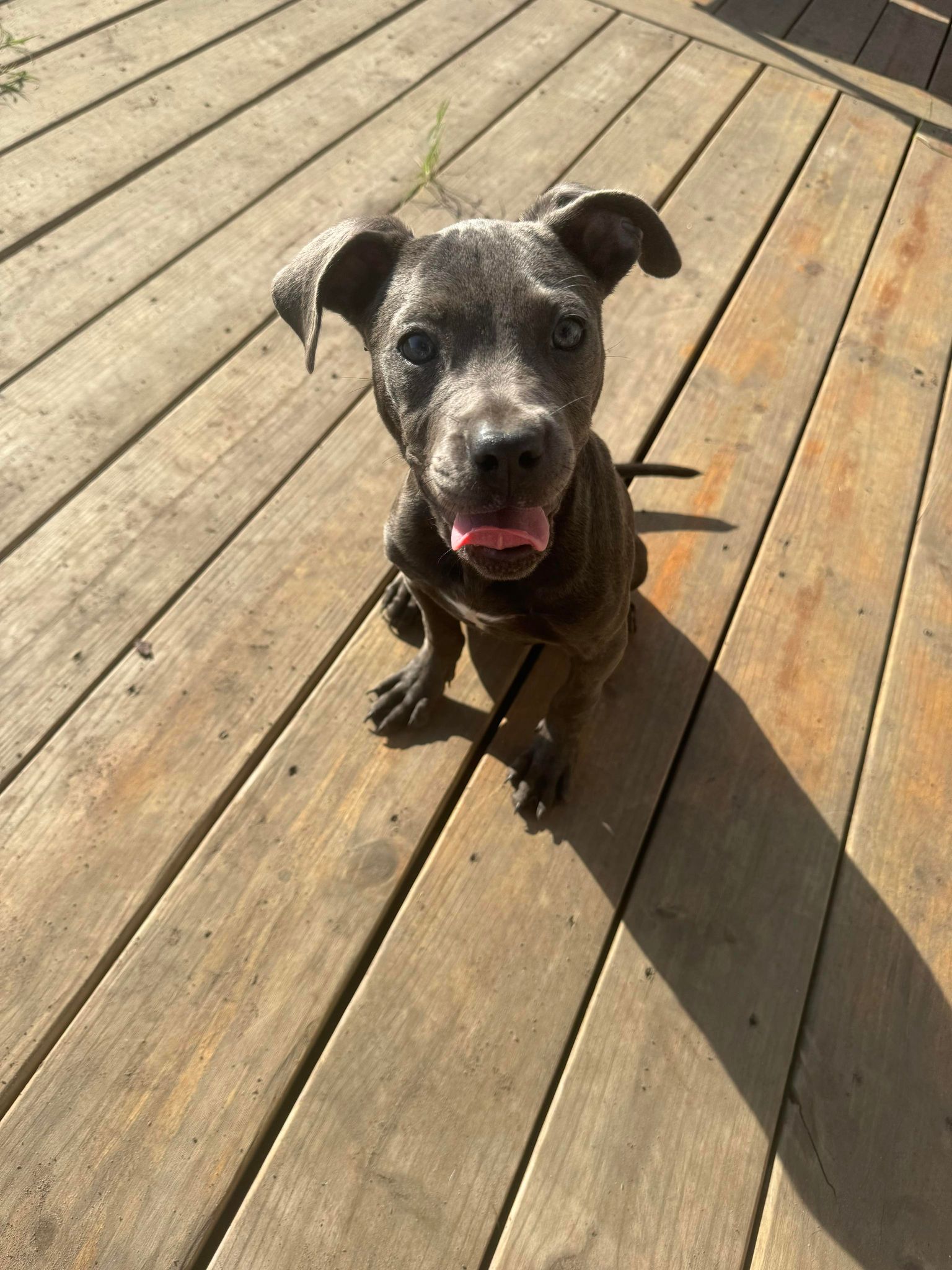 Dog for Adoption - Chipotle, a Pit Bull Terrier in Richlands, NC ...