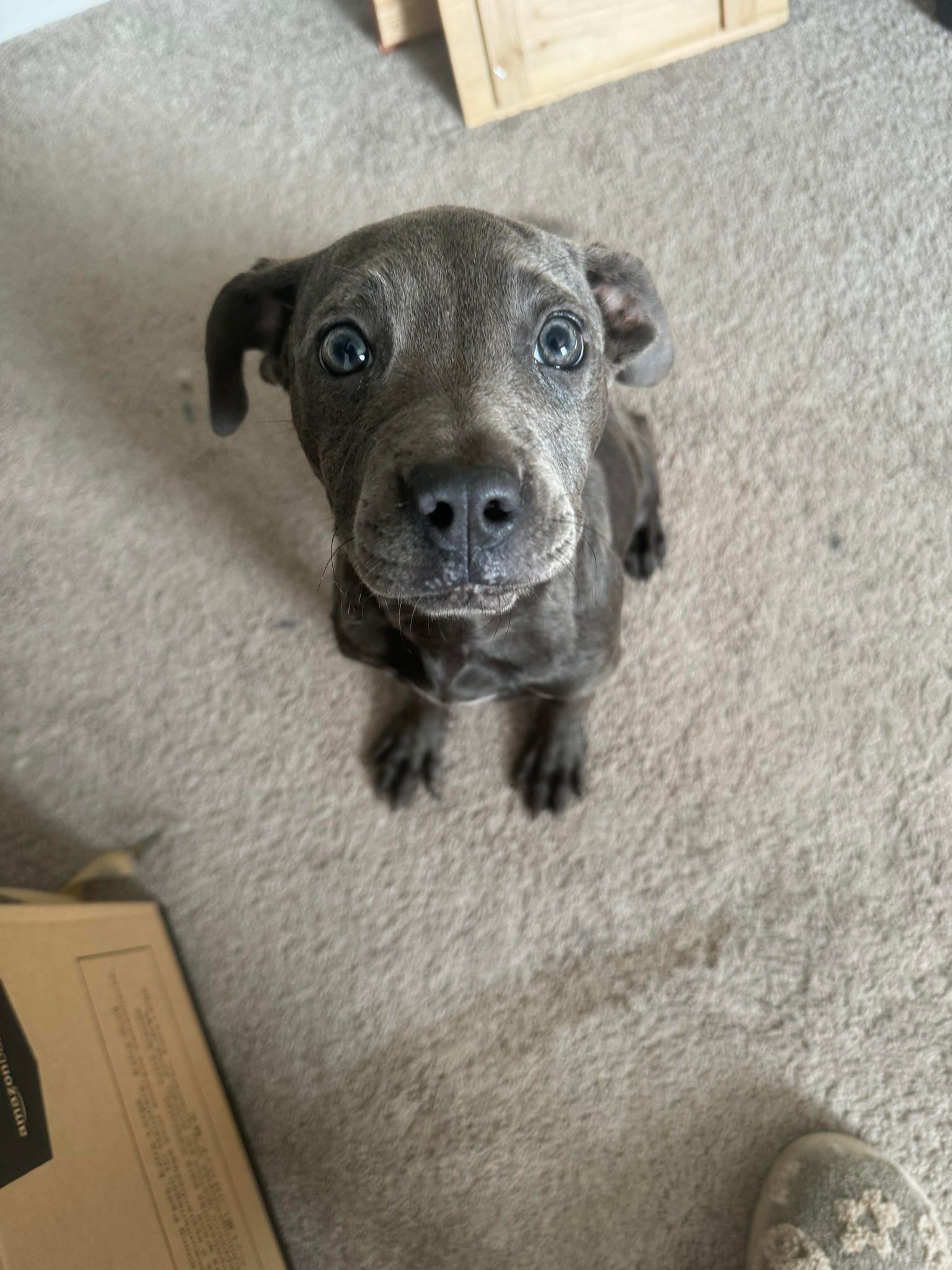 Dog for Adoption - Chipotle, a Pit Bull Terrier in Richlands, NC ...