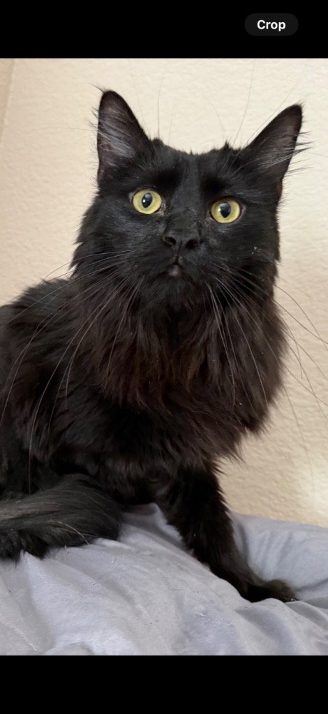 Cats for Adoption in Las Vegas, Nevada | Alpha Paw