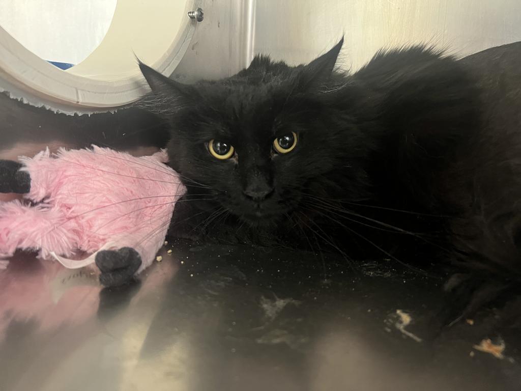 Cats for Adoption in Las Vegas, Nevada | Alpha Paw
