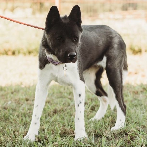 Dog for Adoption - Zaria, a Akita in Gibbstown, NJ | Alpha Paw