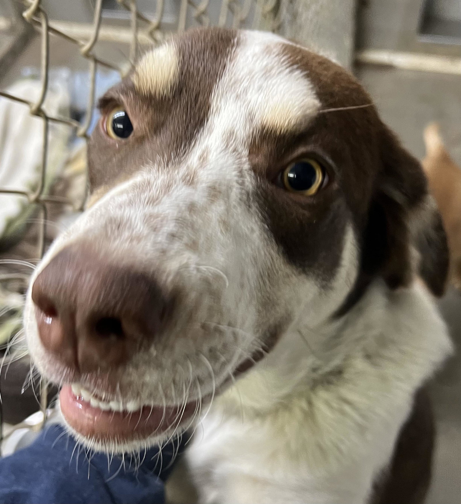 Dog for Adoption - Candy Cane, a Great Pyrenees in North East, MD ...