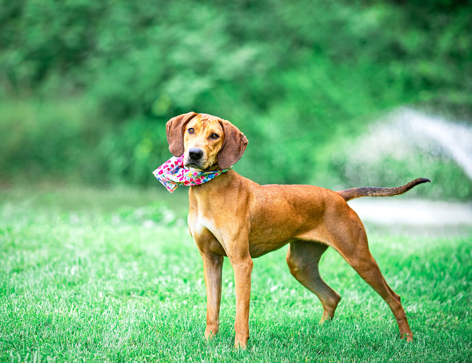 Dog for Adoption - Roo, a Rhodesian Ridgeback in Townsend, DE | Alpha Paw