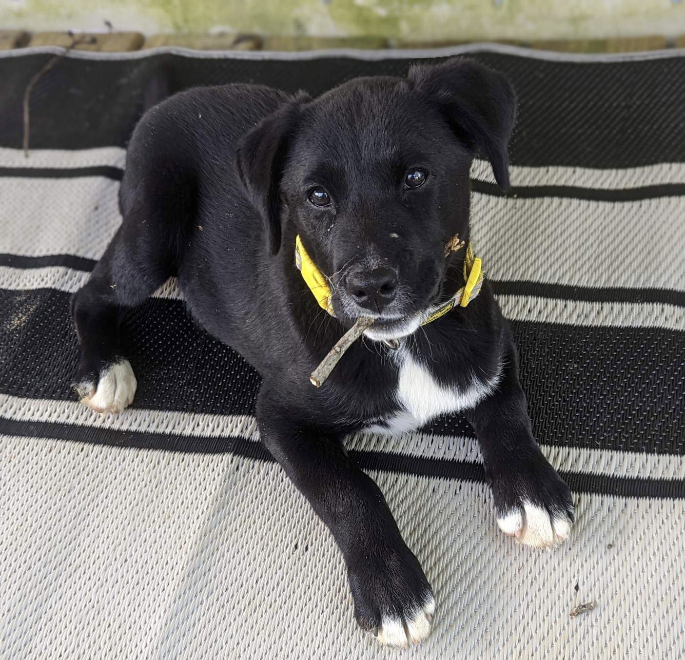 Dog for Adoption - Moon, a Black Labrador Retriever in Washington ...