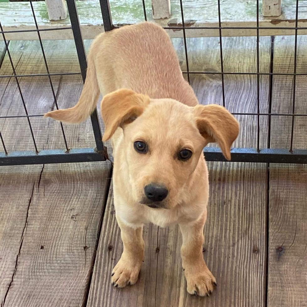 Dog for Adoption - Sandy, a Yellow Labrador Retriever in Foley, AL ...