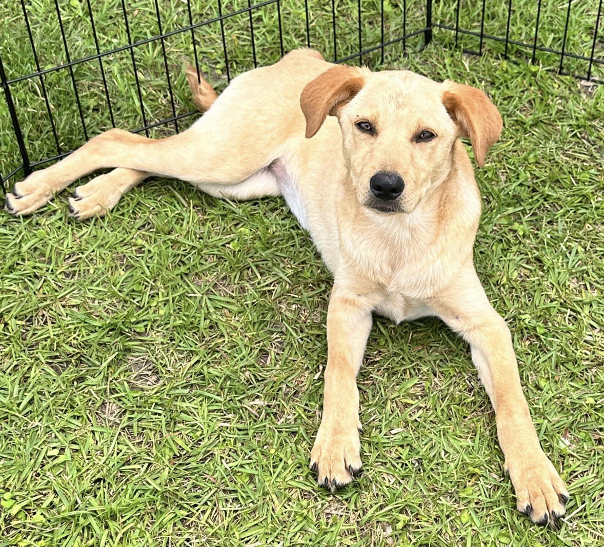 Dog for Adoption - Sandy, a Yellow Labrador Retriever in Foley, AL ...