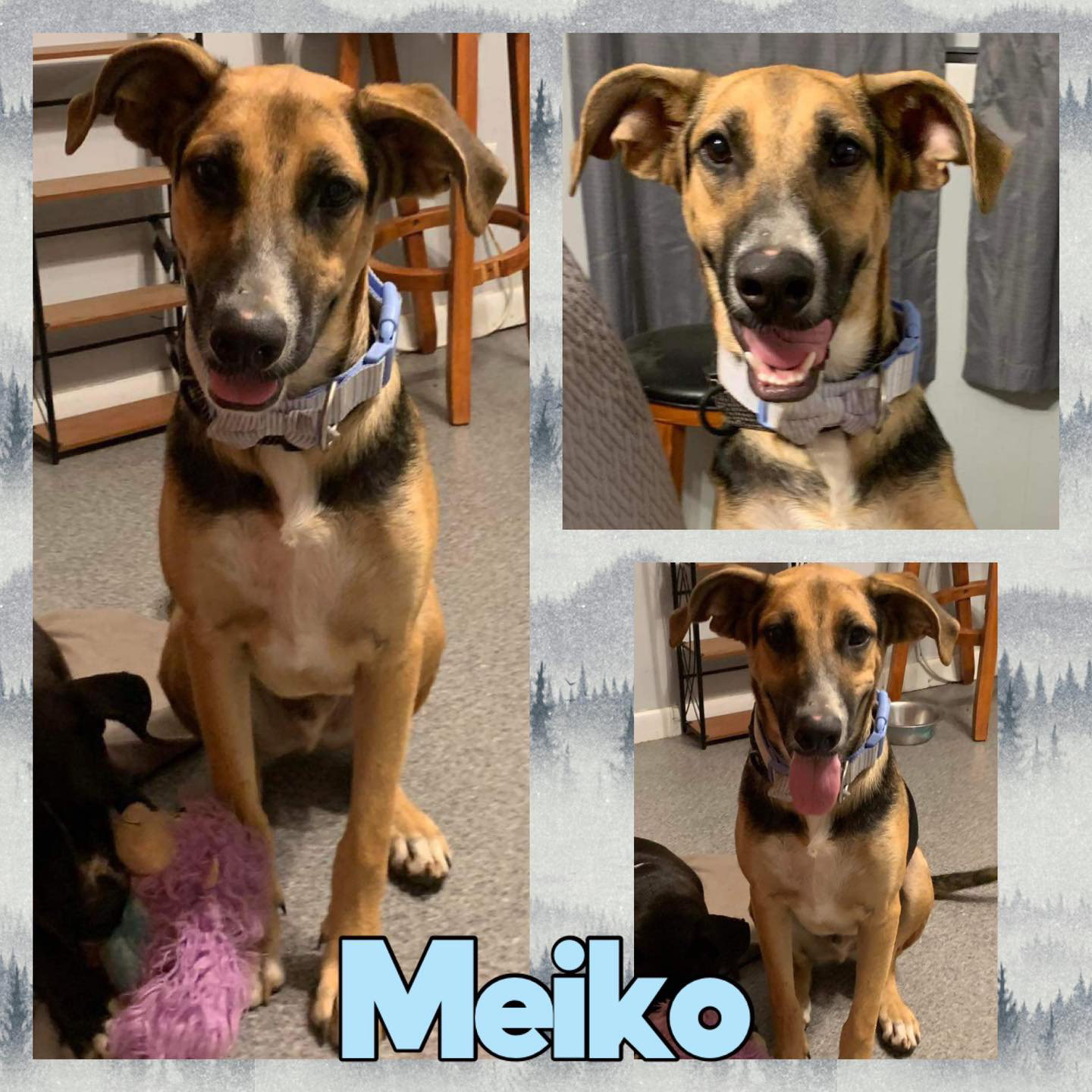 Dog for Adoption - Meiko, a Labrador Retriever in Loxley, AL | Alpha Paw
