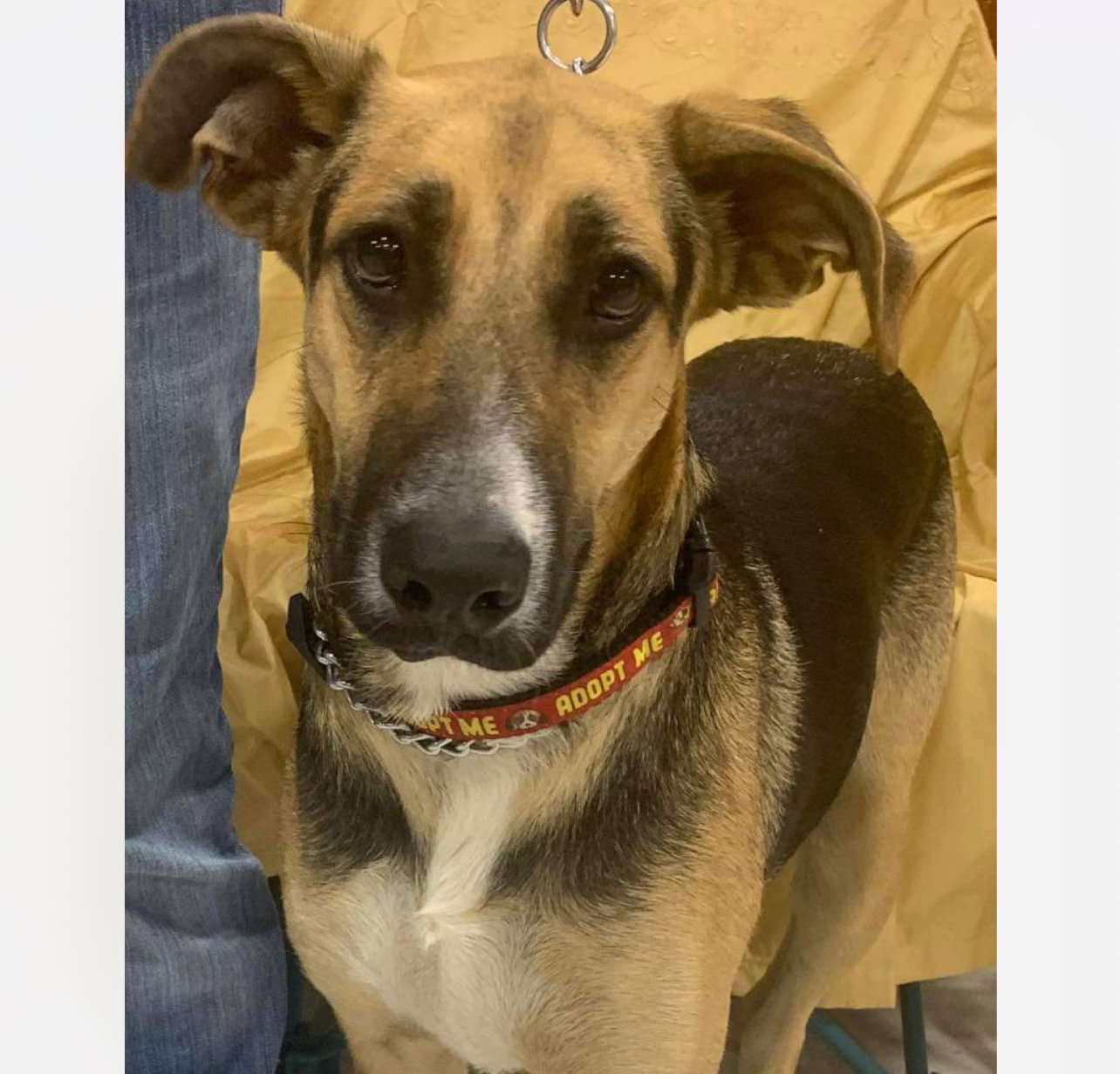 Dog for Adoption - Meiko, a Labrador Retriever in Loxley, AL | Alpha Paw