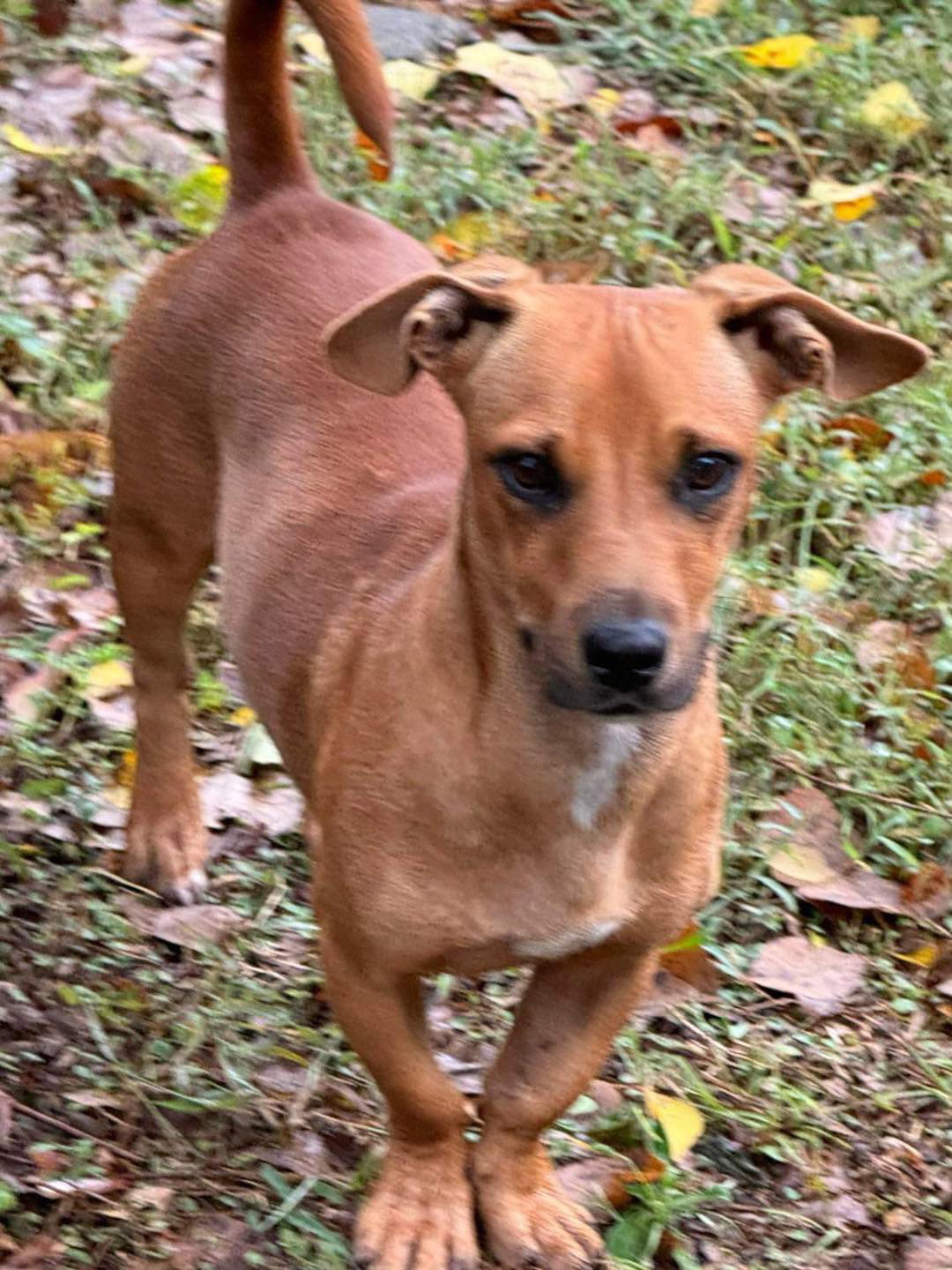 Dog for Adoption - Ralphy, a Dachshund in Bay Minette, AL | Alpha Paw