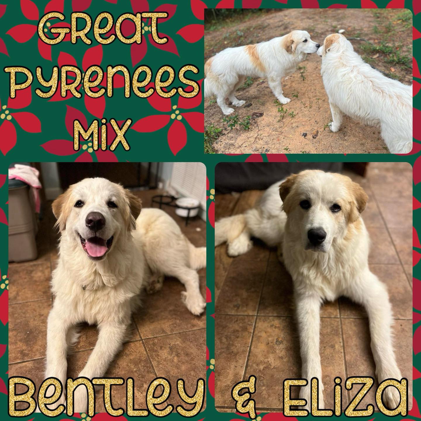 Dog for Adoption - Bentley, a Great Pyrenees in Tillmans Corner, AL ...
