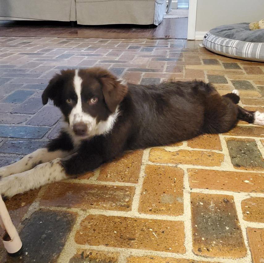 Dog for Adoption - Princess, a Australian Shepherd in Vancleave, MS ...