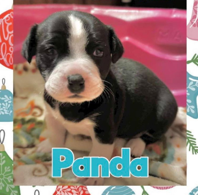 Dog for Adoption - Panda, a Terrier in Biloxi, MS | Alpha Paw