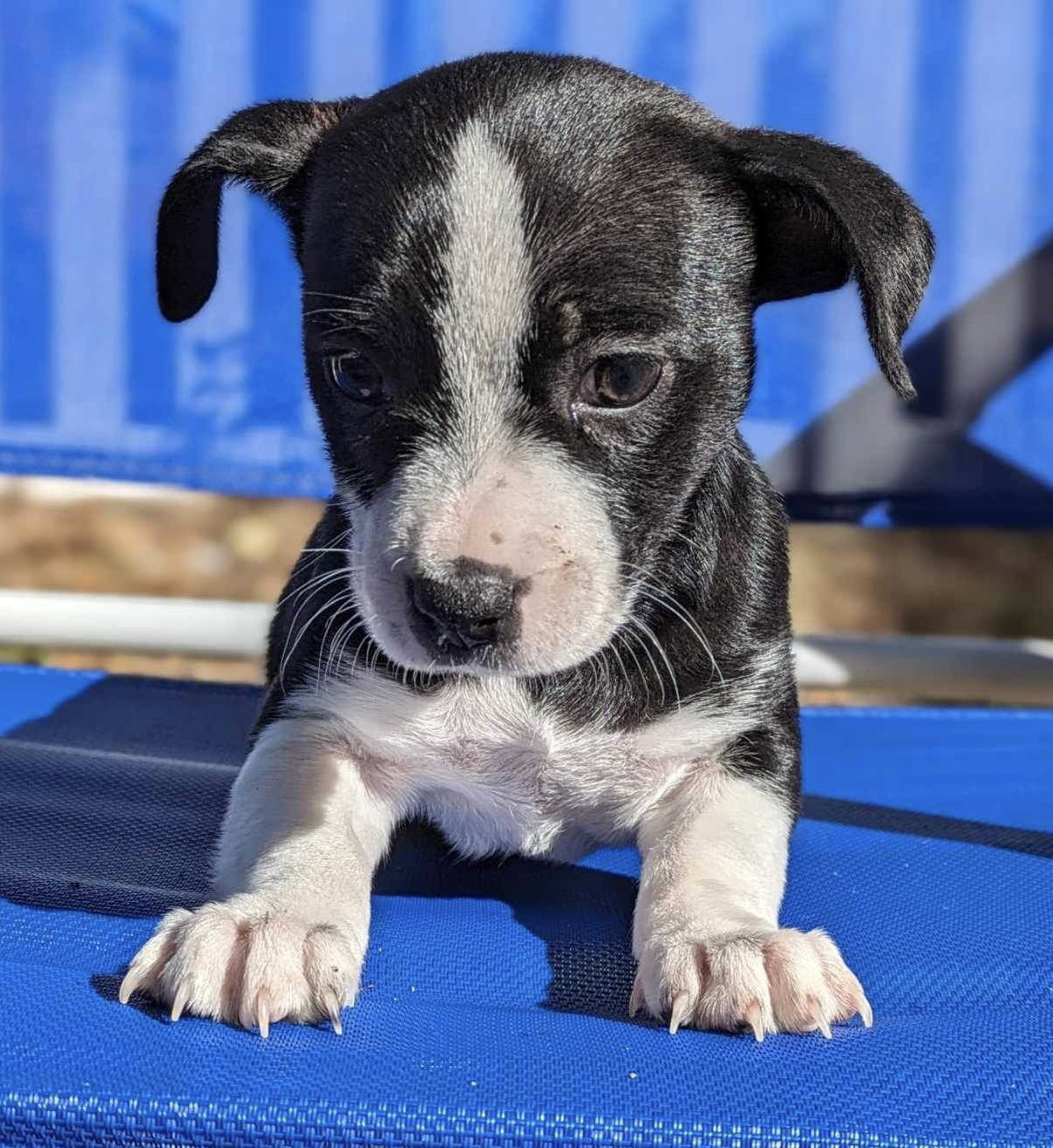 Dog for Adoption - Panda, a Terrier in Biloxi, MS | Alpha Paw