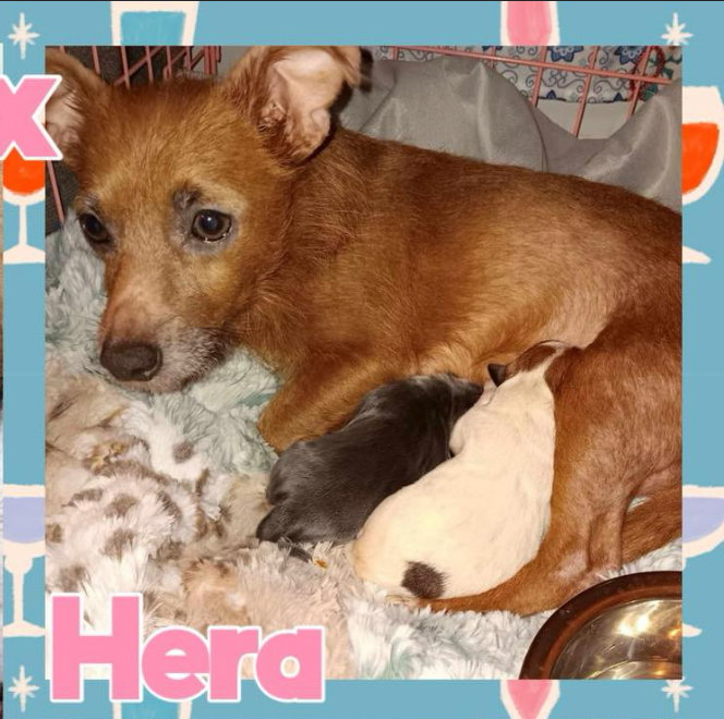 Dog for Adoption - Hera, a Chihuahua in Grand Bay, AL | Alpha Paw