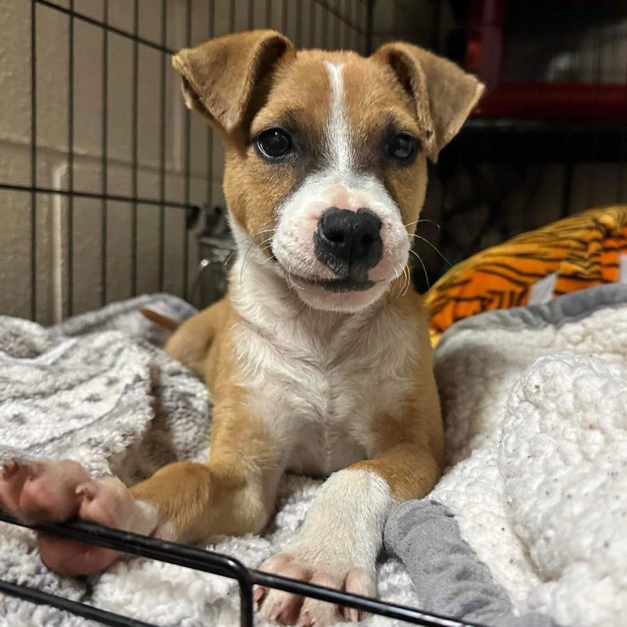 Dog for Adoption - Preacher, a Terrier in Grand Bay, AL | Alpha Paw
