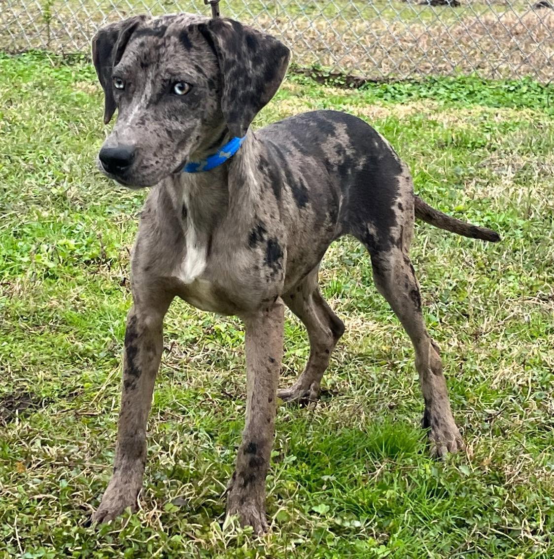 Dog for Adoption - Poochi, a Catahoula Leopard Dog in Baldwin County ...