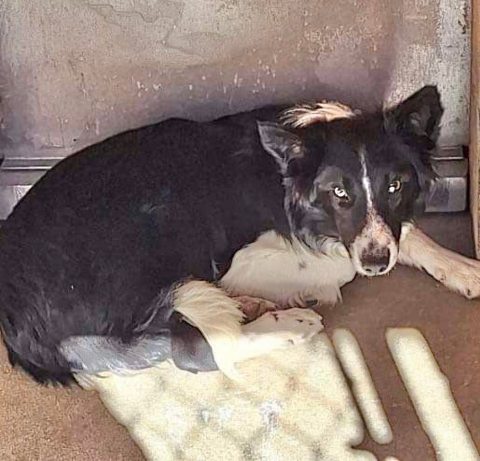Dog for Adoption - Knuckles, a Border Collie in D Iberville, MS | Alpha Paw