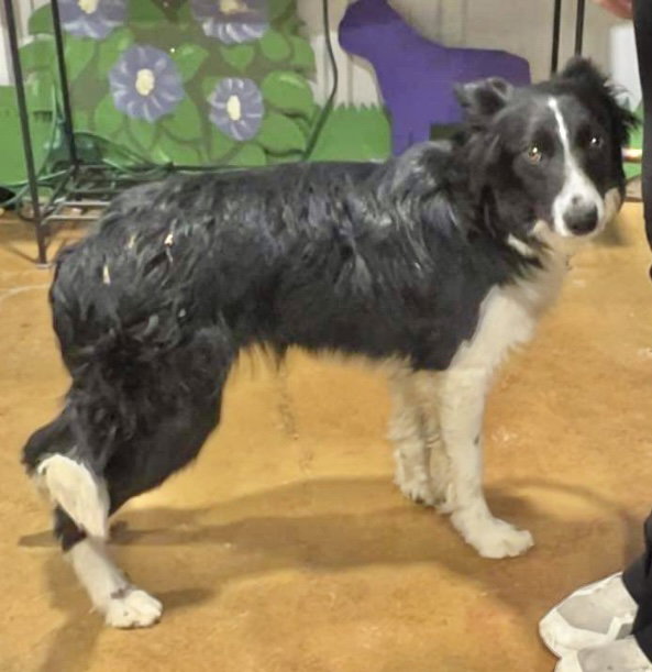 Dog for Adoption - Knuckles, a Border Collie in D Iberville, MS | Alpha Paw