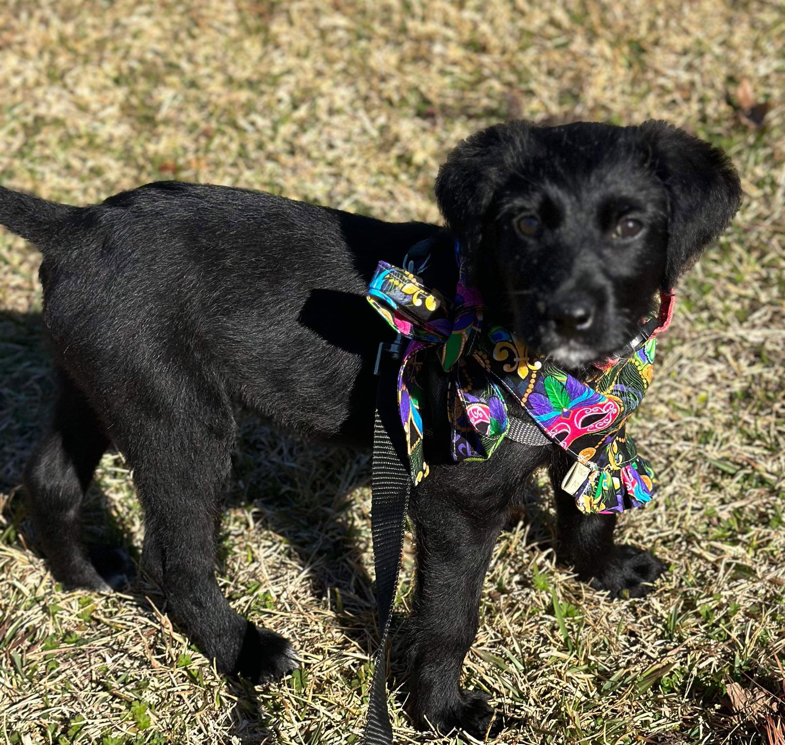 Dog for Adoption - Maggie Jane, a Labrador Retriever in Lucedale, MS ...