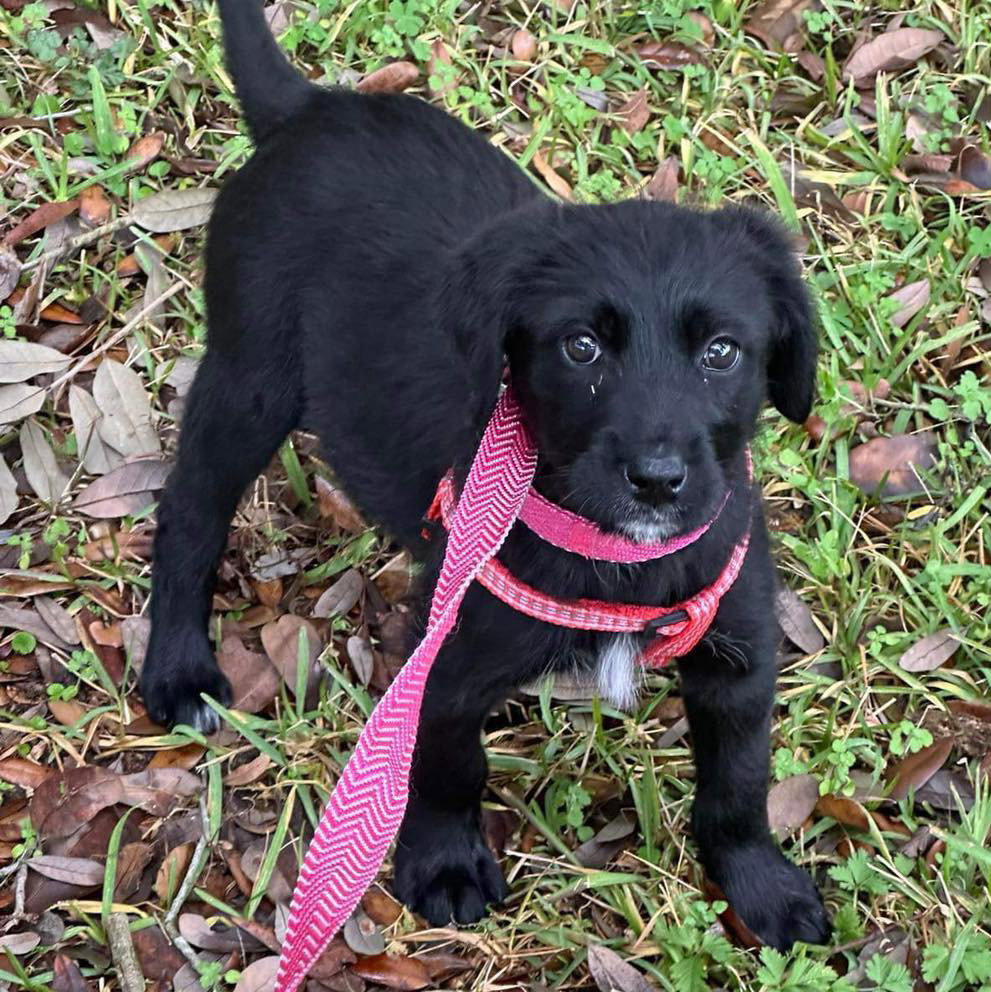 Dog for Adoption - Maggie Jane, a Labrador Retriever in Lucedale, MS ...