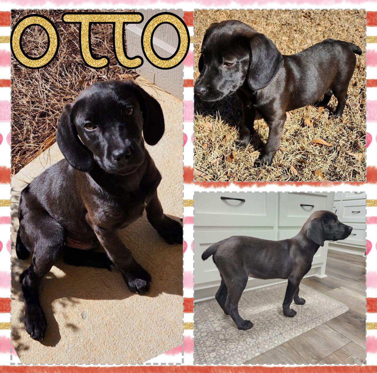 Dog for Adoption - Otto, a Labrador Retriever in Gautier, MS | Alpha Paw