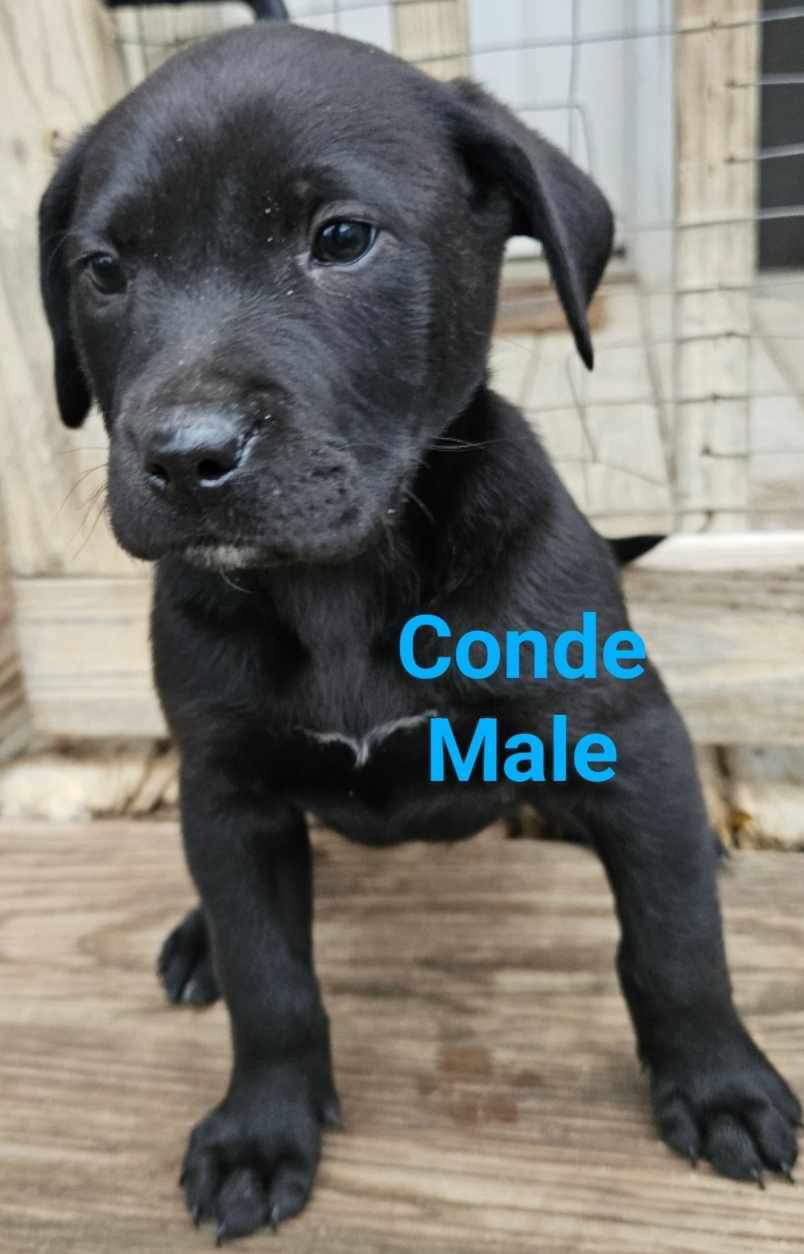 Dog for Adoption - Conde, a Labrador Retriever in D Iberville, MS ...