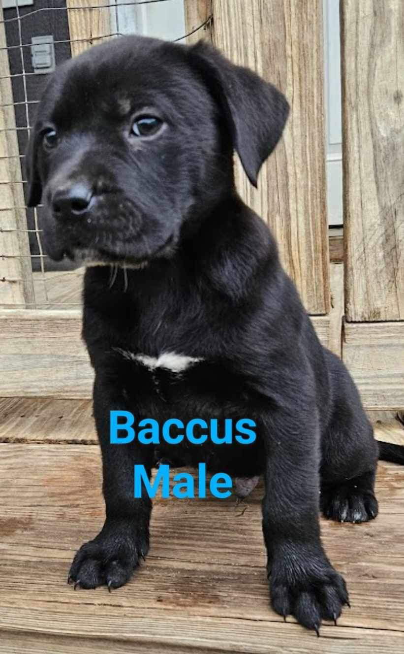 Dog for Adoption - Baccus, a Labrador Retriever in Biloxi, MS | Alpha Paw