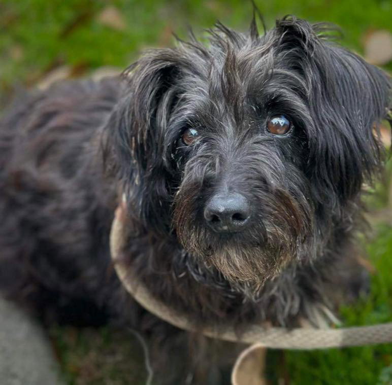 Dog for Adoption - Remi, a Schnauzer in Biloxi, MS | Alpha Paw