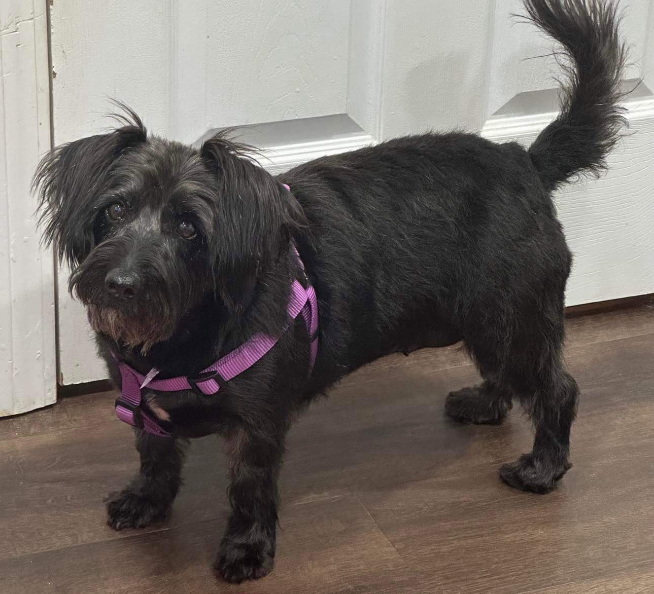 Dog for Adoption - Remi, a Schnauzer in Biloxi, MS | Alpha Paw