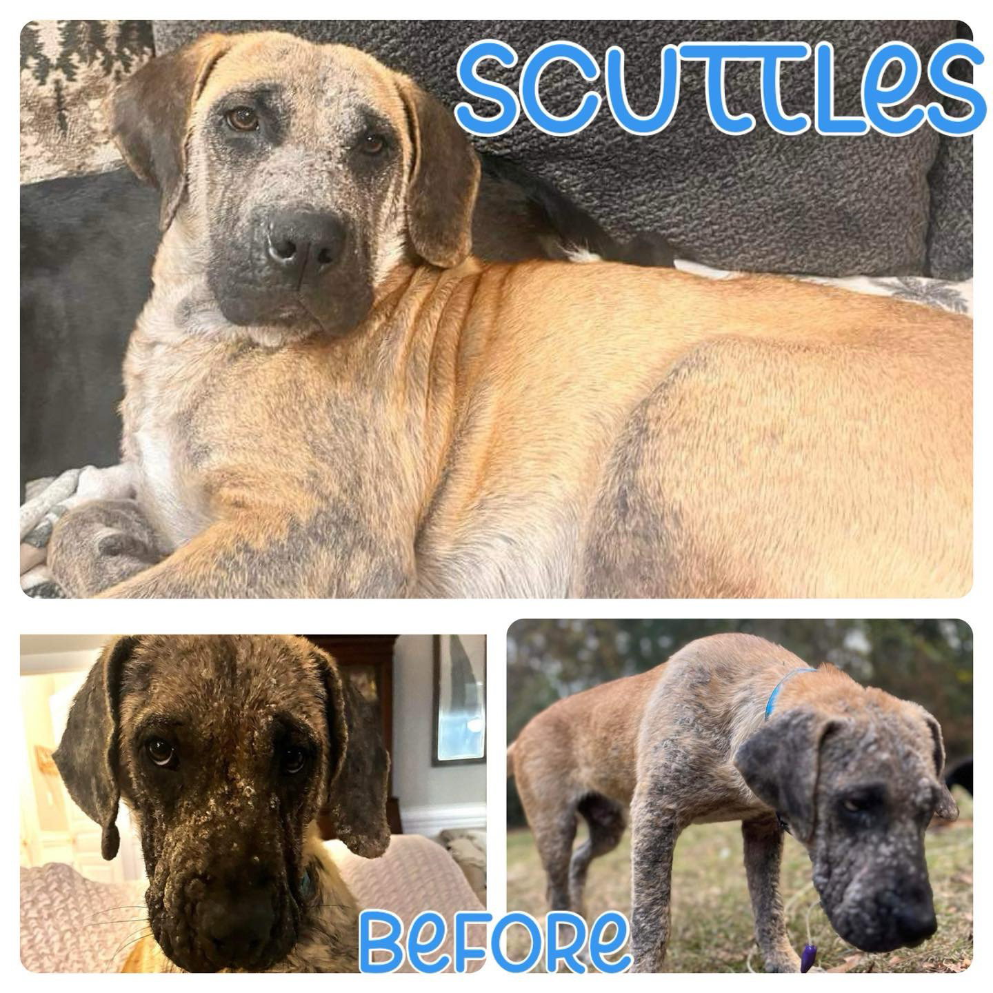Dog for Adoption - Scuttles, a Black Mouth Cur in Citronelle, AL ...