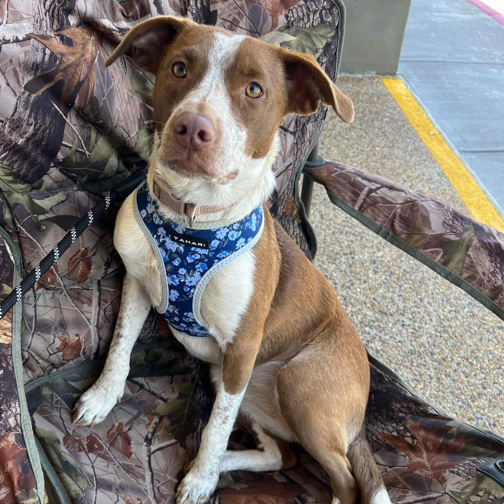 Dog for Adoption - Ali aka Mia, a Pointer in Baldwin County, AL | Alpha Paw