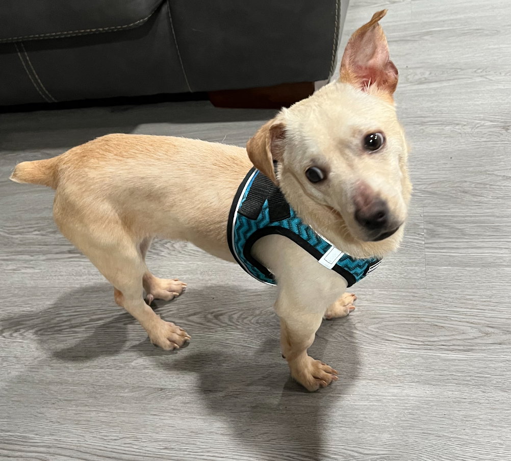 Dog for Adoption - Ace aka Buddy, a Chihuahua in Grand Bay, AL | Alpha Paw