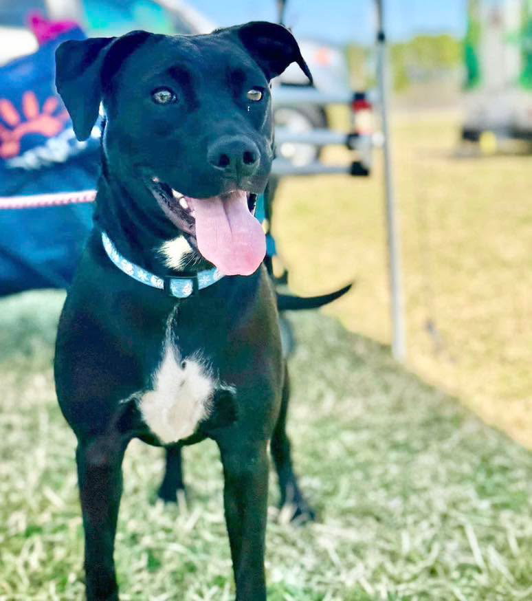 Dog for Adoption - Kaylee, a Labrador Retriever in Foley, AL | Alpha Paw
