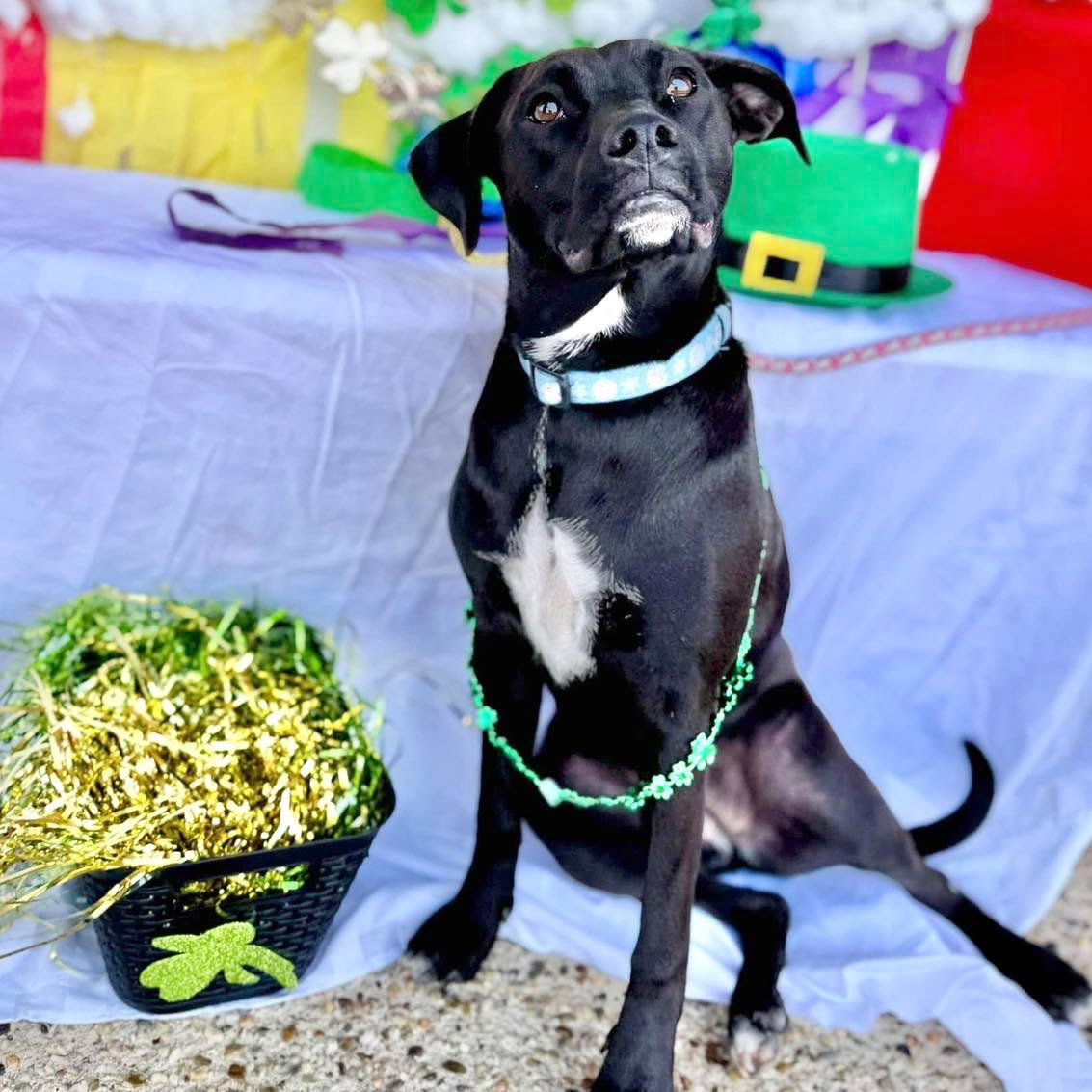 Dog for Adoption - Kaylee, a Labrador Retriever in Foley, AL | Alpha Paw