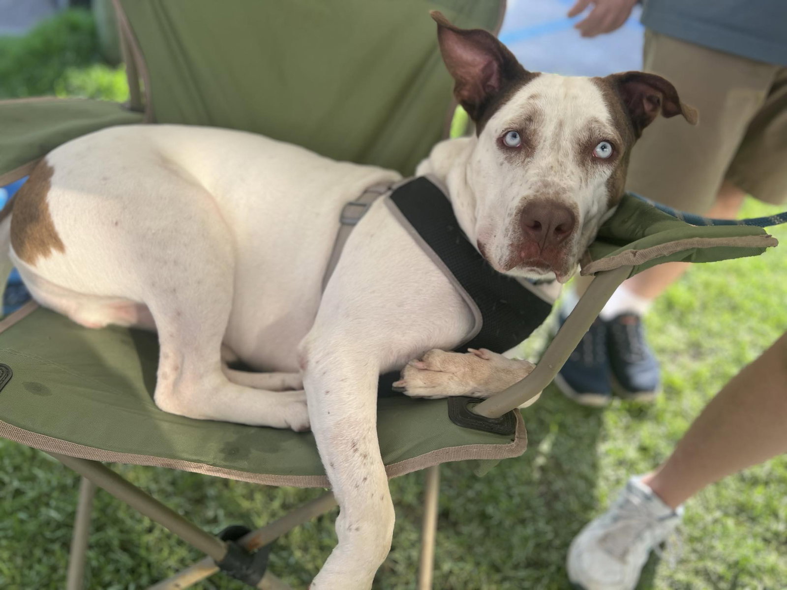 Dog for Adoption - Thomas, a Australian Cattle Dog/Blue Heeler in Foley ...