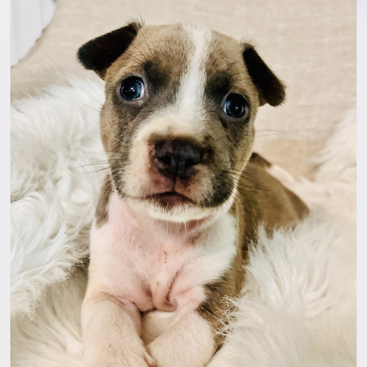 Dog for Adoption - Slade, a Plott Hound in Biloxi, MS | Alpha Paw