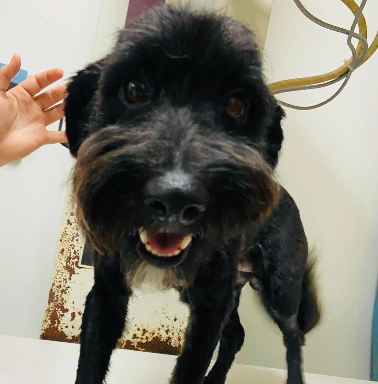 Dog for Adoption - Monty, a Schnauzer in Foley, AL | Alpha Paw