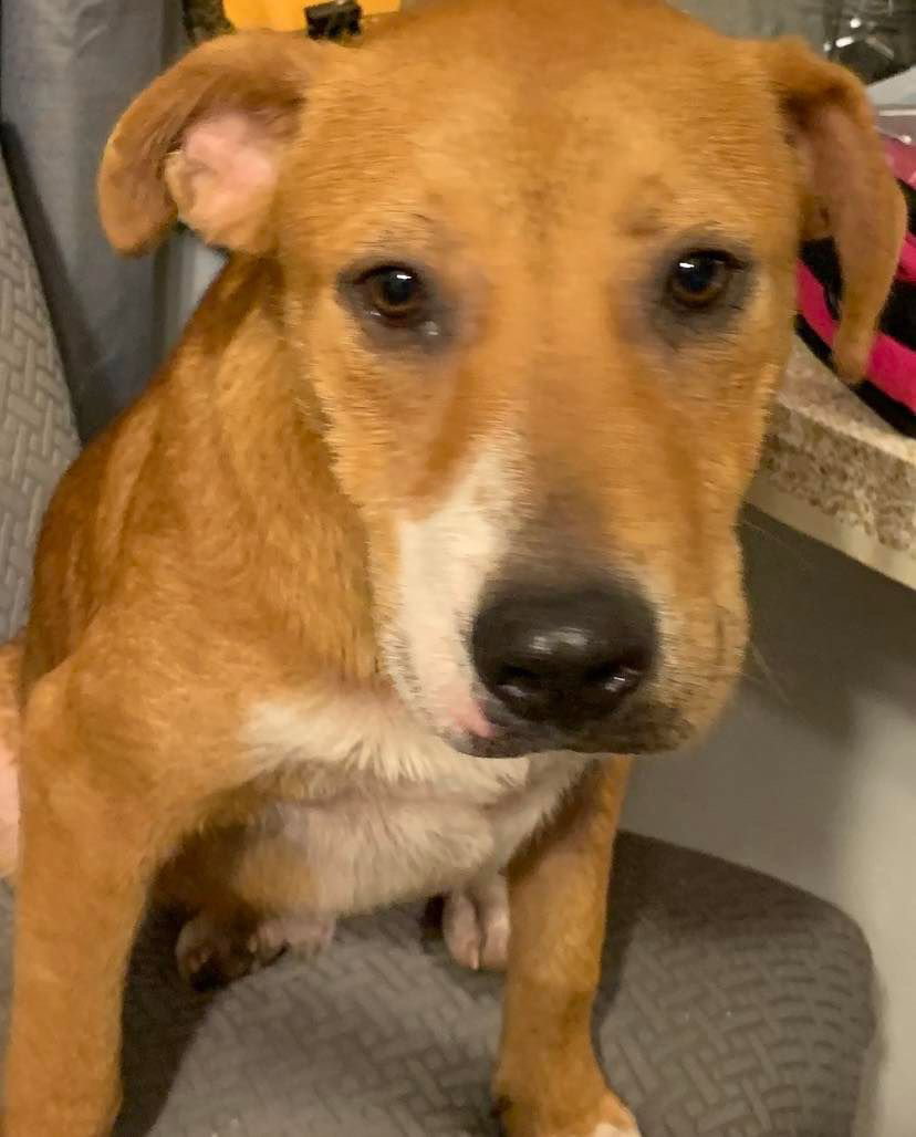 Dog for Adoption - Mikey, a Yellow Labrador Retriever in Foley, AL ...