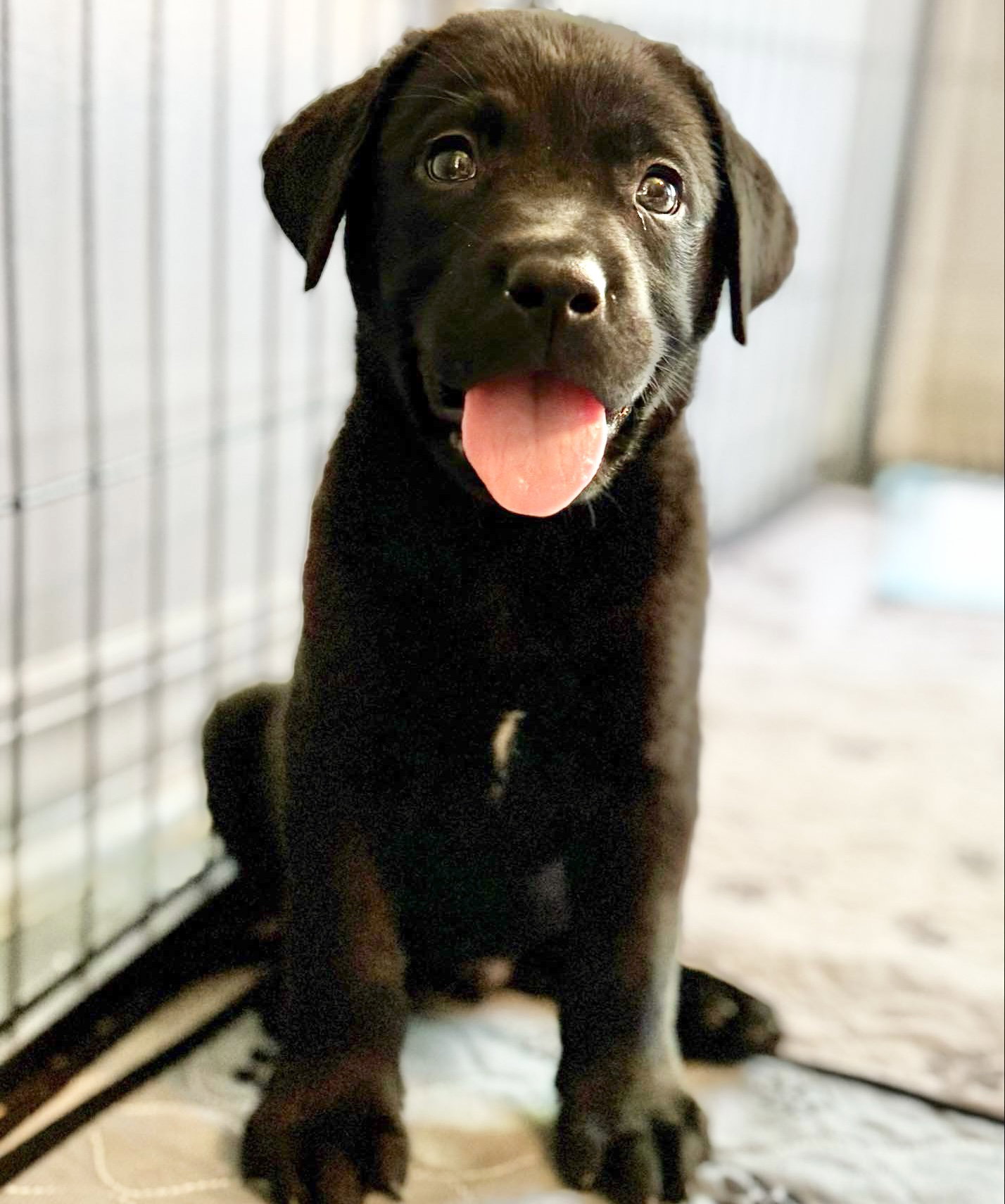Dog for Adoption - Dudley, a Labrador Retriever in Saraland, AL | Alpha Paw