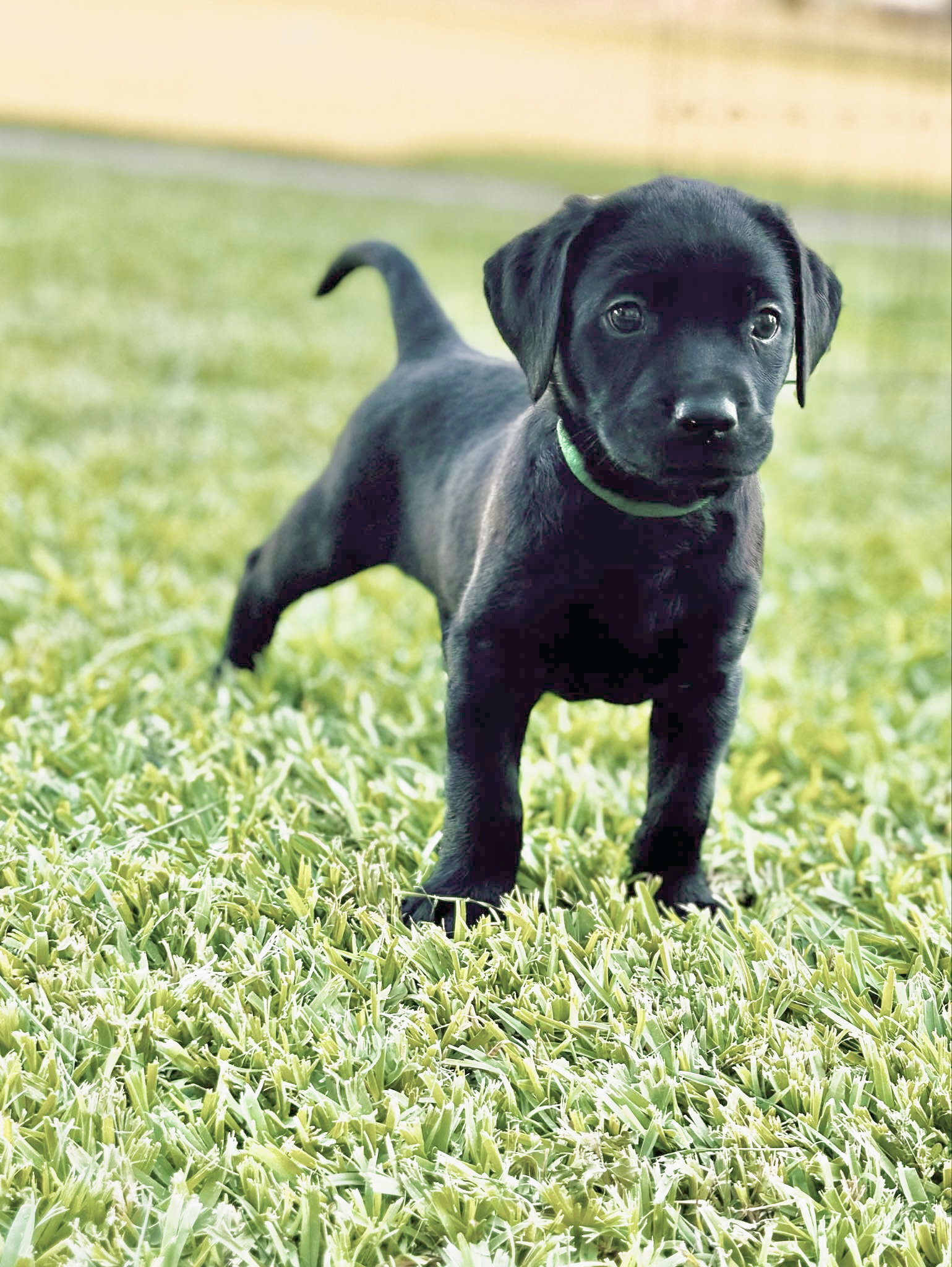 Dog for Adoption - Dax, a Labrador Retriever in Saraland, AL | Alpha Paw